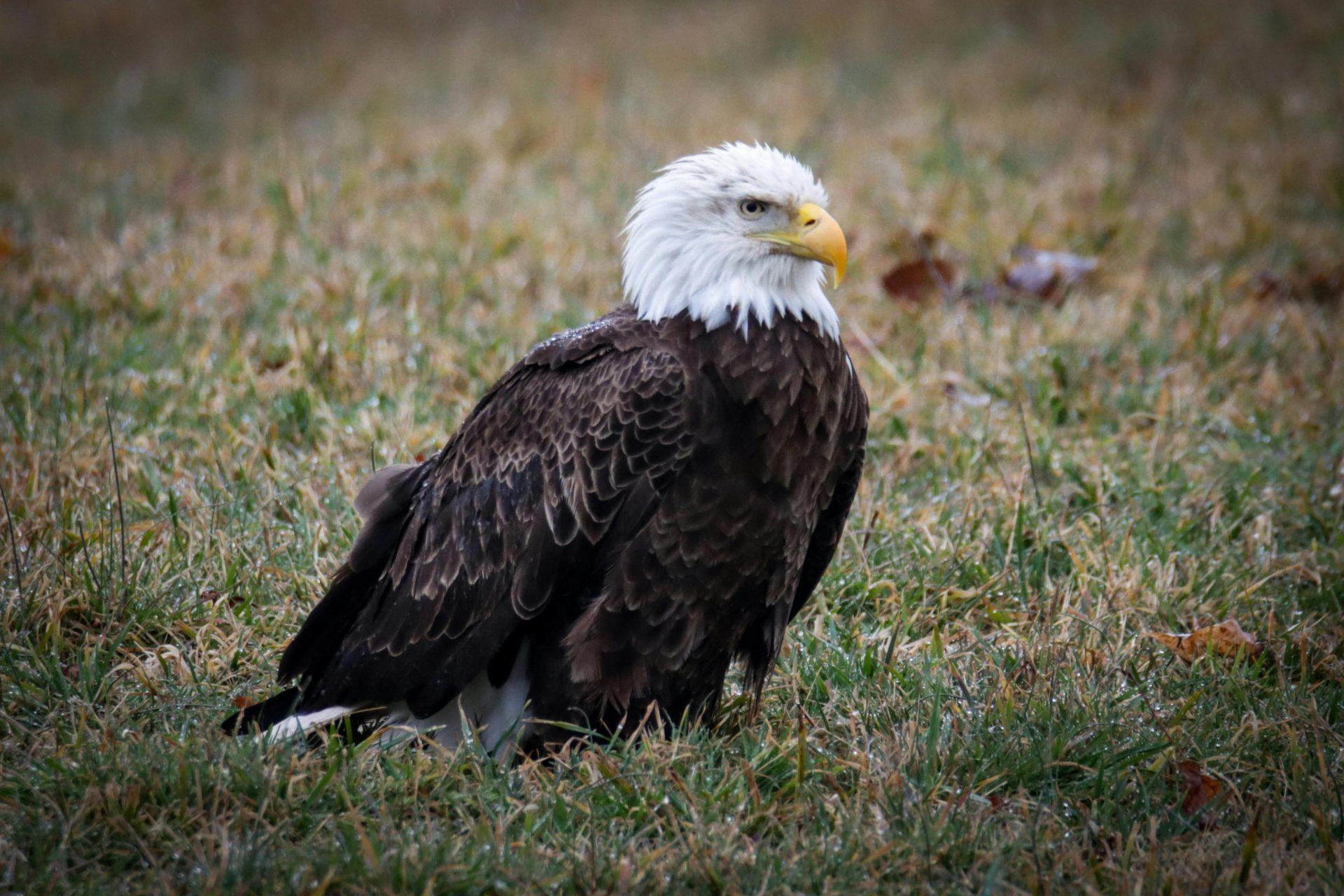 Kazakhstan releases golden eagles into wild to revive endangered ...