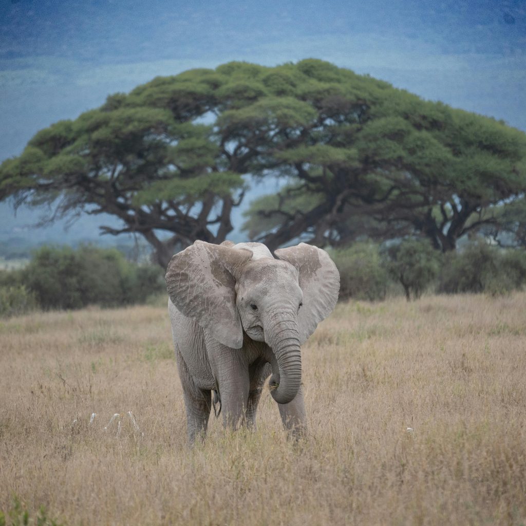 Kazakhstan sets 2035 target to expand protected lands for biodiversity ...