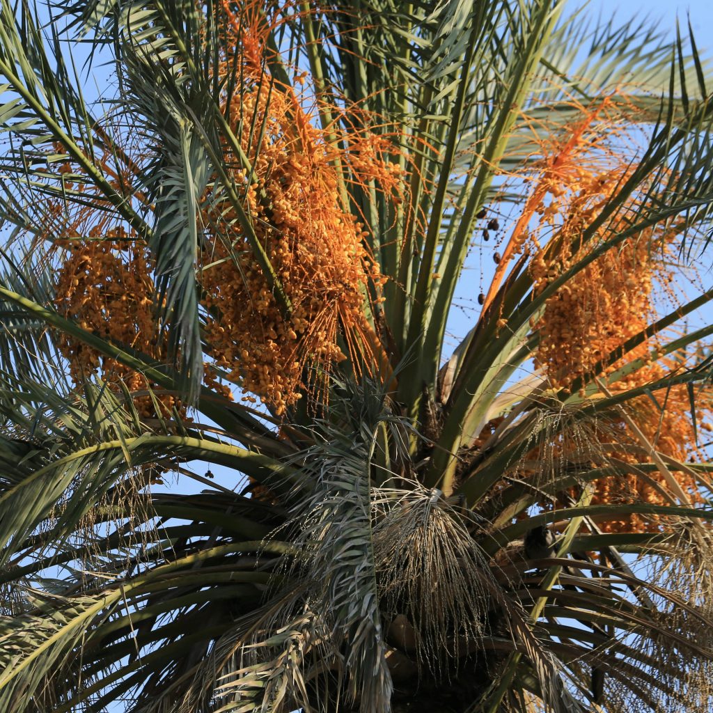 Romania’s Muslims: Legacy of harmony amid modern challenges - Muslim ...