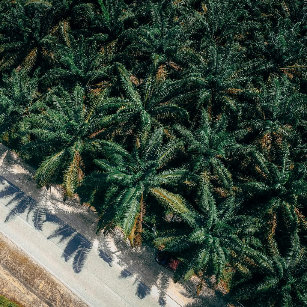 Global oil palm industry experts to gather in Malaysia for PIPOC 2025 ...