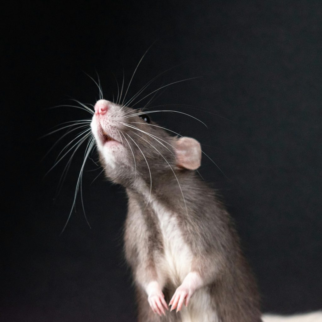 Toronto Takes the Crown as Canada's "Rat" Haven 2025 - Muslim Network TV