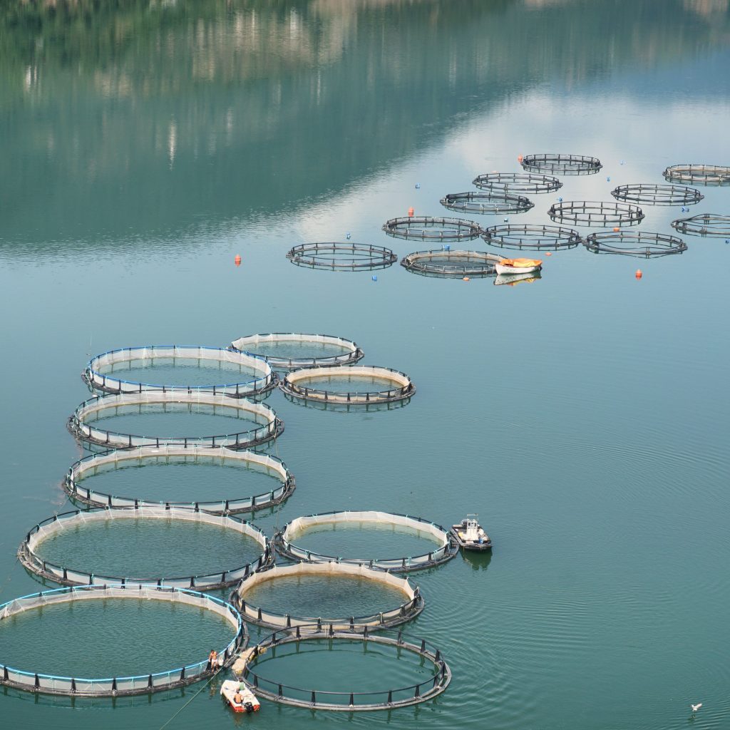 Fish farm brings seafood production to Sahara camps - Muslim Network TV